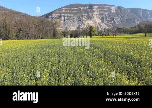 Aerial video gliding low above blooming rapeseed fields, contrasting ...