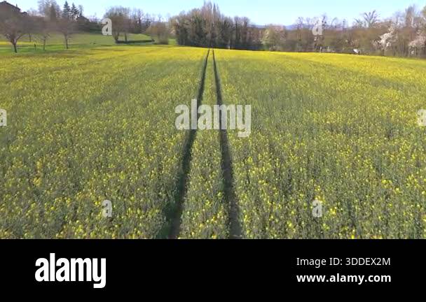 Aerial video advancing along straight tractor lines, surrounded by ...