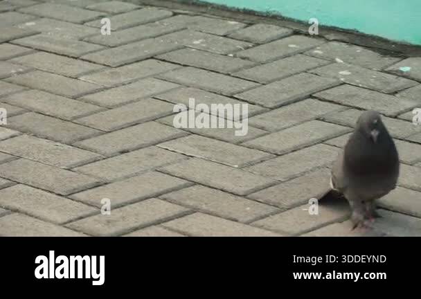 Two pigeons are seen on a patterned grey brick pavement, one standing ...