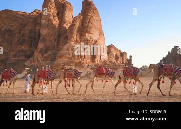 AlUla, Saudi Arabia - March 04, 2023: Group of camels, seats ready for ...