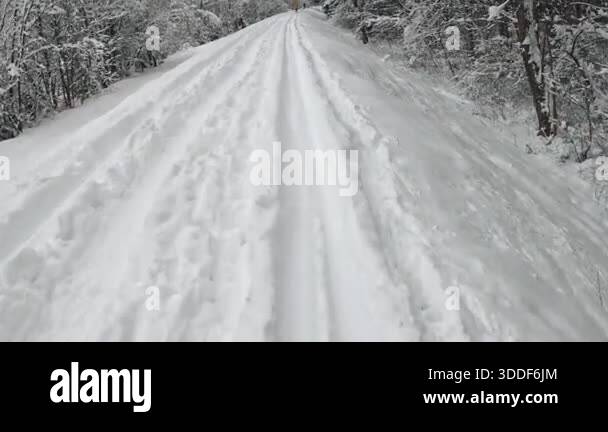 Back cross country skiing, snow covered coniferous trees both sides ...