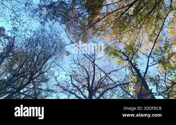 Low Angle View of Autumn Tree Canopy Against Bright Blue Sky Stock ...