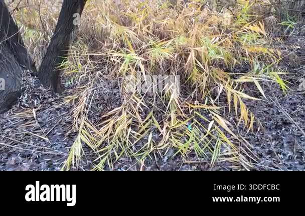 Autumn Reed Thicket and Wild Grass in Wetland, Yellow and Green Foliage ...