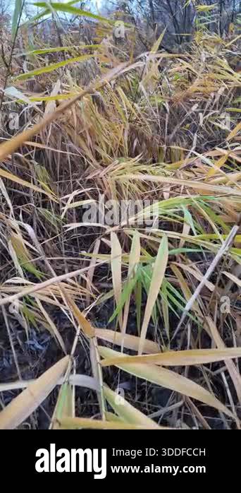 Autumn Reed Thicket and Wild Grass in Wetland, Yellow and Green Foliage ...