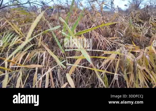 Autumn Reed Thicket and Wild Grass in Wetland, Yellow and Green Foliage ...