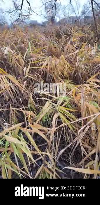 Autumn Reed Thicket and Wild Grass in Wetland, Yellow and Green Foliage ...