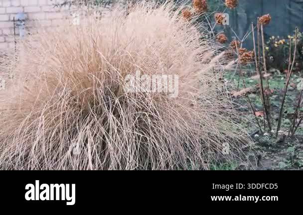 Large dry ornamental grass bush growing in a garden near a brick wall ...