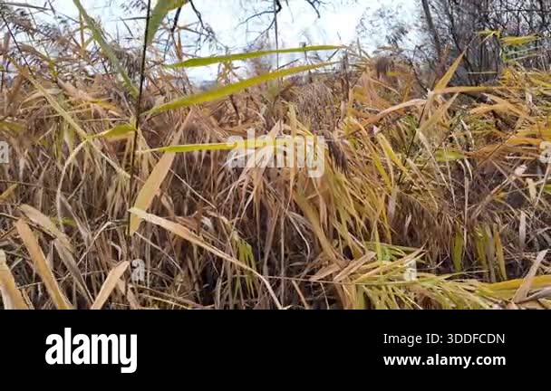 Autumn Reed Thicket and Wild Grass in Wetland, Yellow and Green Foliage ...