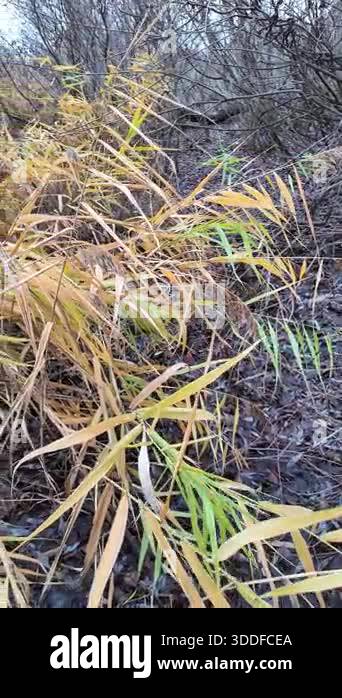 Autumn Reed Thicket and Wild Grass in Wetland, Yellow and Green Foliage ...