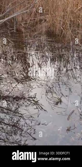 Calm lakeside scene with clear shallow water, submerged plants, and ...