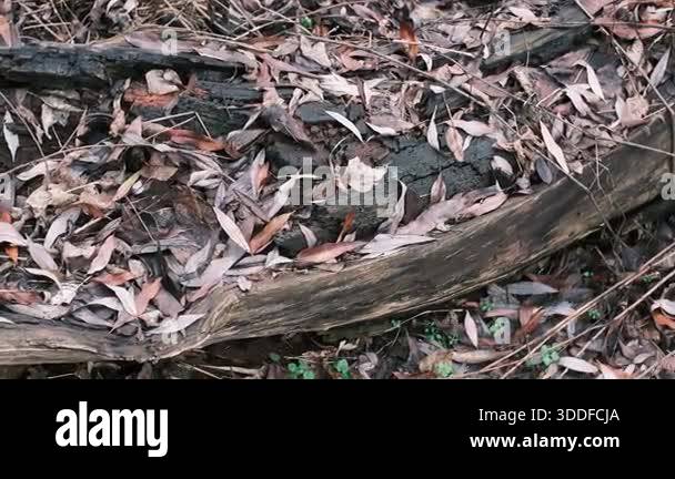 Rotting Fallen Tree Trunks with Dry Leaves in Forest, Natural Woodland ...