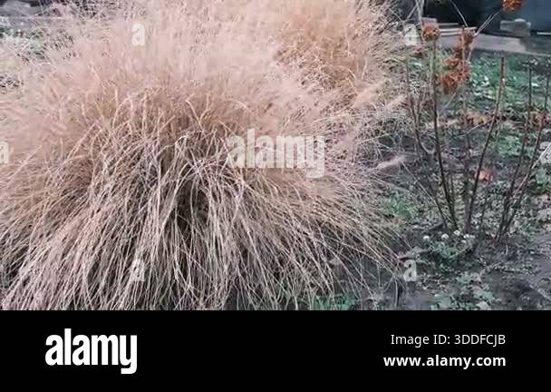 Large dry ornamental grass bush growing in a garden near a brick wall ...
