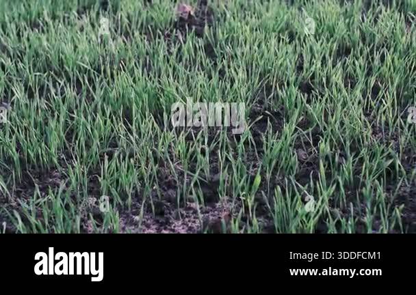 Fresh green sprouts emerging from dark soil in a close-up view. A ...