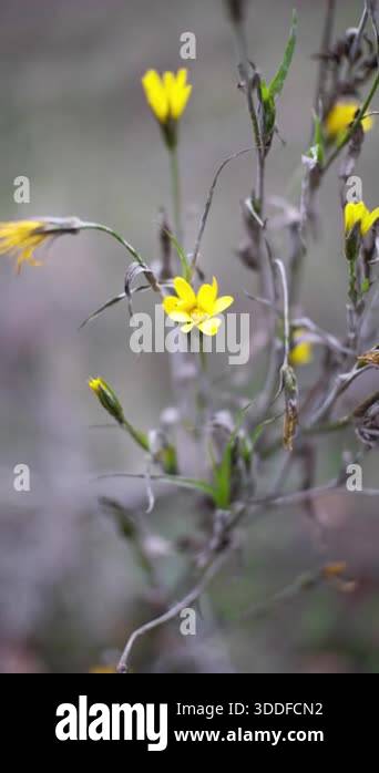 Bright yellow flower on a gray background. Flower on a blurred ...