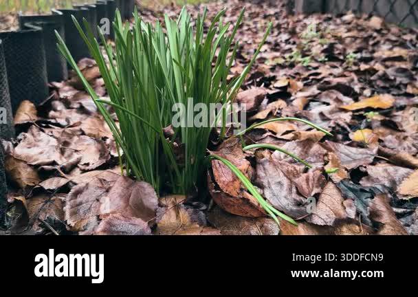 Fresh green plant sprouting through dry fallen leaves in a garden ...