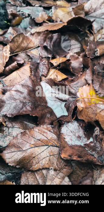 Close-up of fallen autumn leaves in various colors and decay stages ...