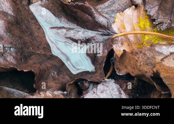 Close-up of fallen autumn leaves in various colors and decay stages ...
