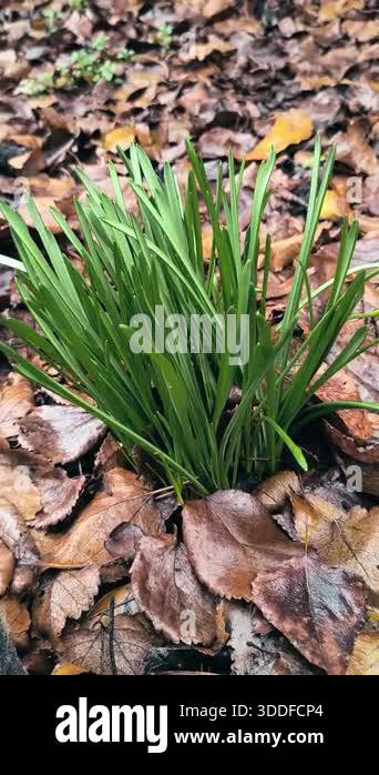 Fresh green plant sprouting through dry fallen leaves in a garden ...
