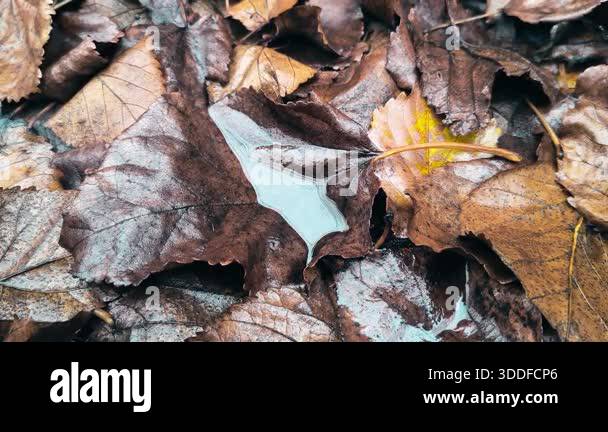 Close-up of fallen autumn leaves in various colors and decay stages ...