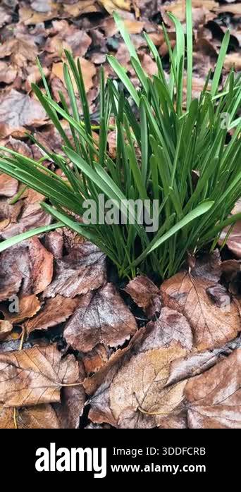 Fresh green plant sprouting through dry fallen leaves in a garden ...
