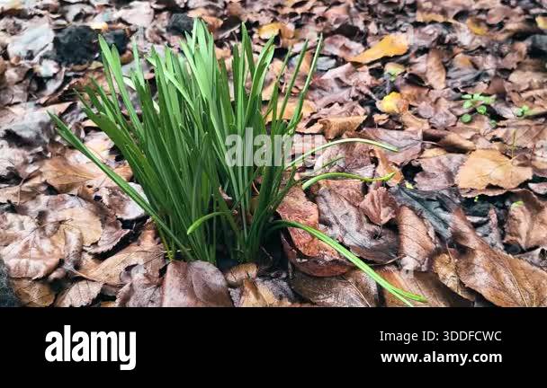 Fresh green plant sprouting through dry fallen leaves in a garden ...