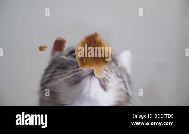 Adorable grey kitten enjoying a portion of soft wet cat food Stock ...