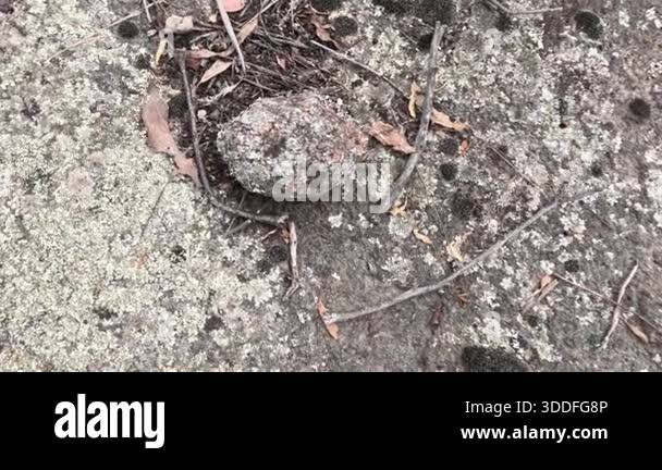Close-up of lichen on rock surface Stock Video Footage - Alamy