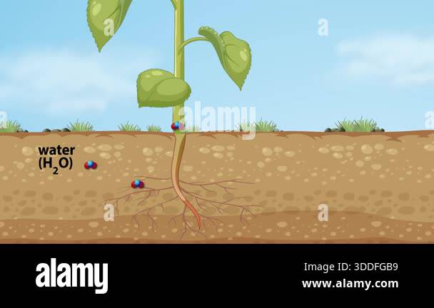 Photosynthesis diagram plant sunlight Stock Videos & Footage - HD and ...