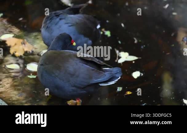 Dusky moorhens interacting near water Stock Video Footage - Alamy