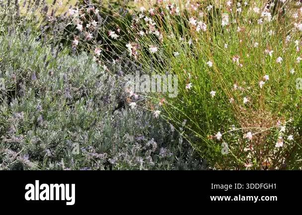 Sprinkler system watering lush garden plants Stock Video Footage - Alamy