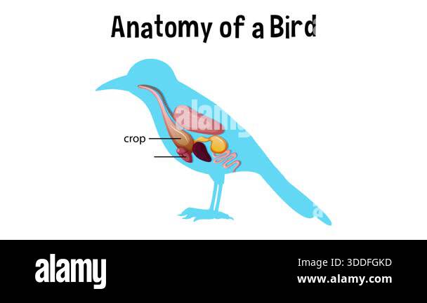 Internal anatomy bird organs Stock Videos & Footage - HD and 4K Video ...