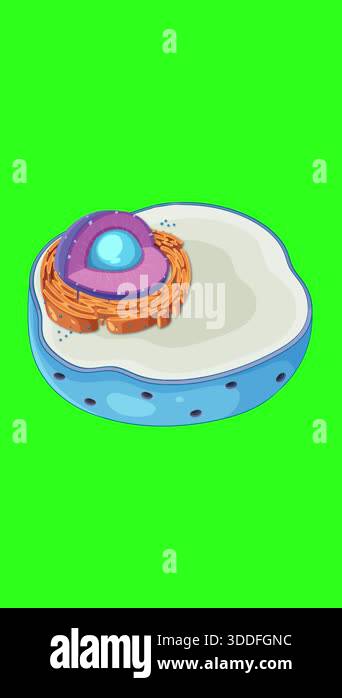 Animation illustrating animal cell anatomy with focus on nucleus and ...