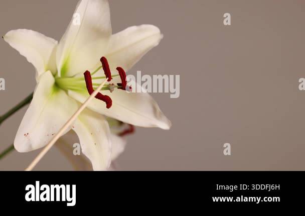 Close-up of a lily flower highlighting its pistil and anthers ...