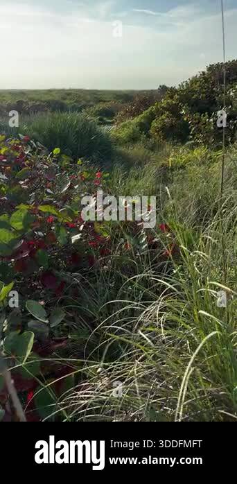 Green and red seagrape bushes grow among dune grasses beneath a soft ...