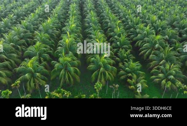 Aerial view of coconut palms trees field at daytime Stock Video Footage ...