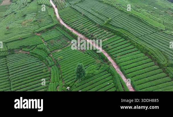 Aerial view of beautiful tea crop terrace landscape in China Stock ...