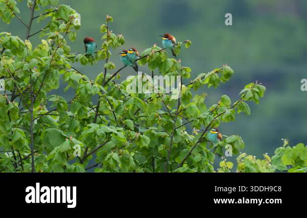 Wildlife - Birds. European Bee-eaters, who like warm climates ...