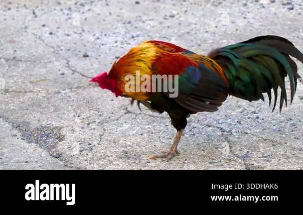 Proud colorful male rooster chicken on the ground in Patong Beach Kathu ...