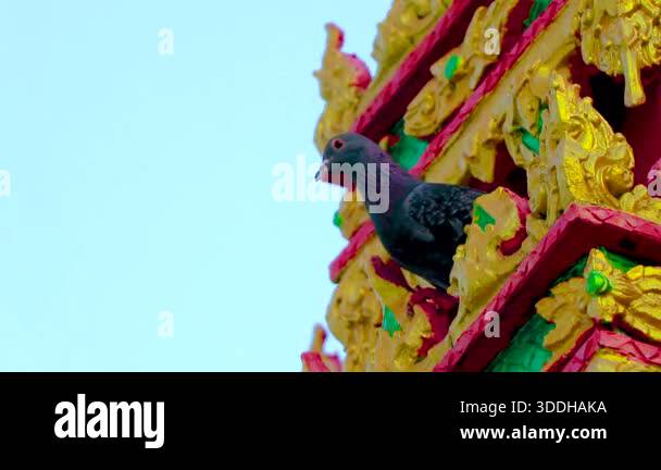 Pigeon sitting on a temple building wall gate and roof in Patong Beach ...