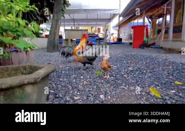 Chicken family rooster hen and children chicks in the garden in Patong ...