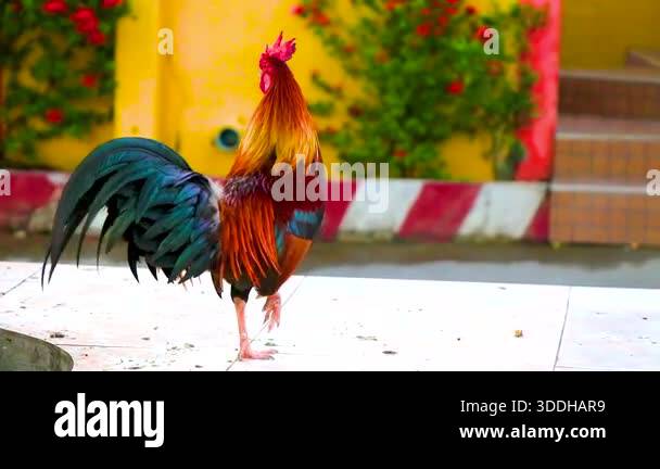 Proud colorful male rooster chicken on the ground in Patong Beach Kathu ...