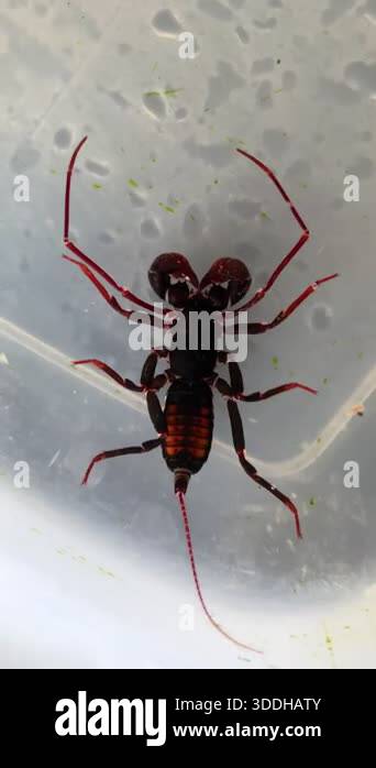 Whip Scorpions Or Vinegaroons called "ketonggeng" floats dead in the ...