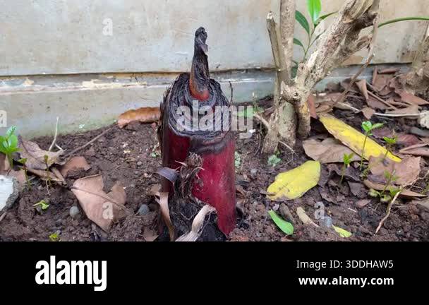 Newly planted banana tree trunk. A close-up of a of purple bananas tree ...