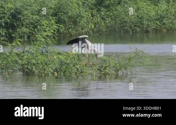 Open billed stork nest preparation, bird pluck the plants to build its ...