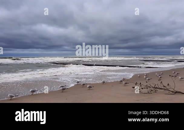 Desolate sand beach on Baltic sea shore with seagulls flock and stormy ...