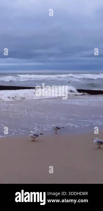 Vertical panoramic shot of desolate sand beach on Baltic sea coast with ...