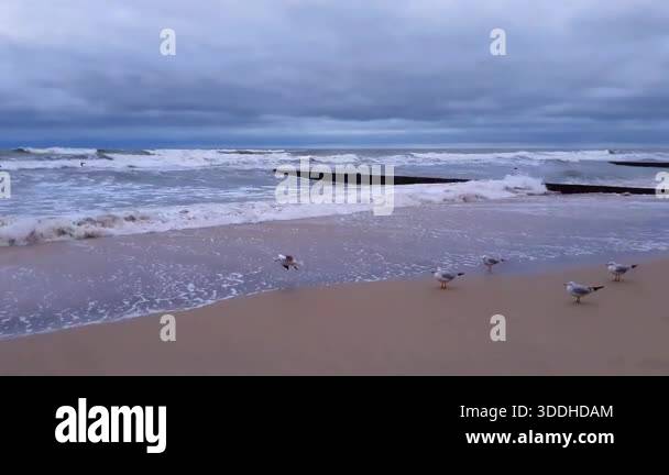 Desolate sandy beach on severe Baltic sea coast with seagulls and ...