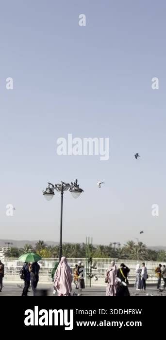 Medina, April 9, 2024 - Pigeons Perched on Ornate Lamp Post in a Sunny ...