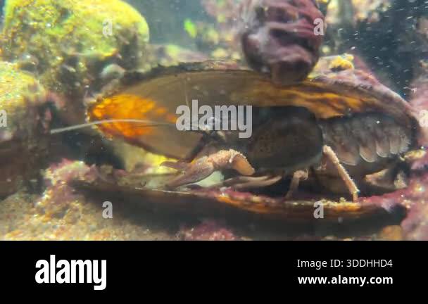 Close-up of a crayfish in an aquarium, showing claws, shell, legs, and ...