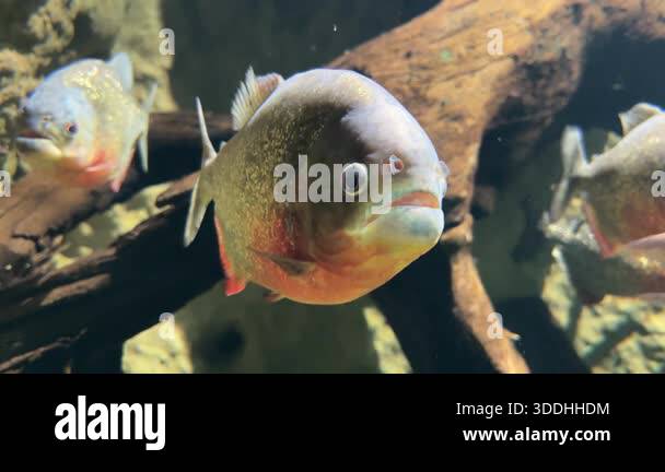Underwater view of piranha fish in a freshwater river showing their ...